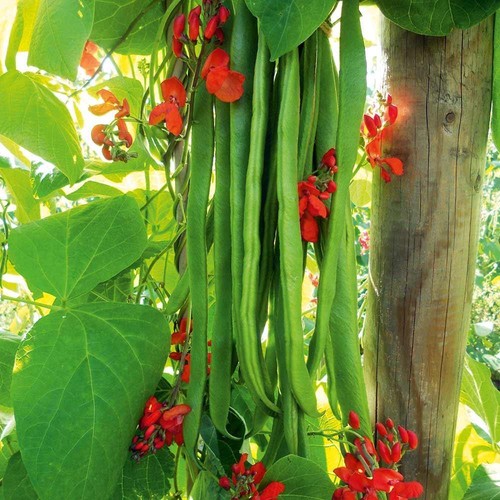 Runner Bean Firestorm, Sow April-June, Self Fertile, 50 Seeds ...