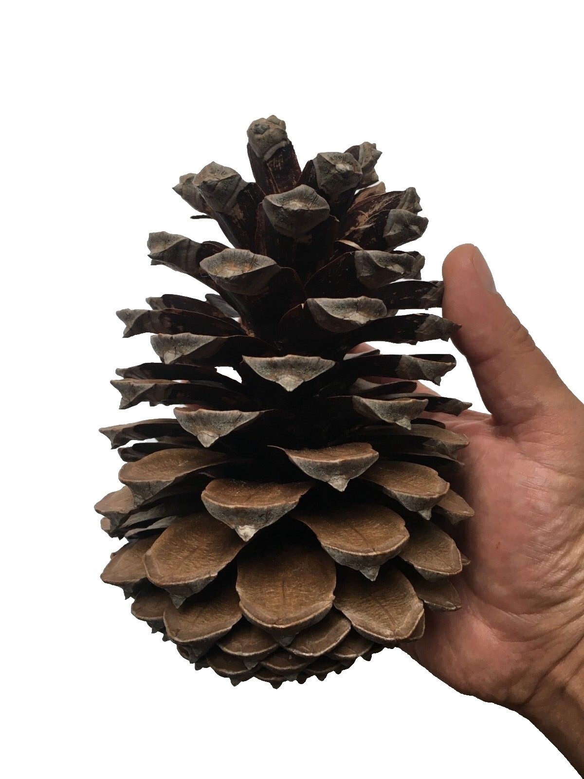 Large Cones | eBay UK
