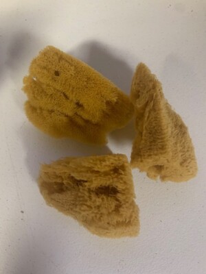 Natural Sea Sponge SET OF3 GRASS SPONGES ART FAUX PAINTING NATURAL ...