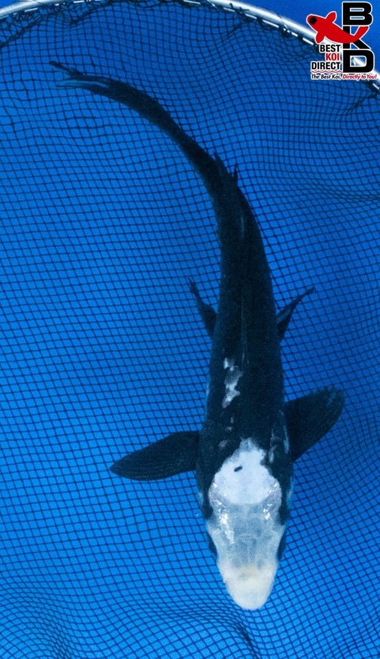 10" KUMONRYU Live Koi Fish Garden Pond 11/12 | eBay