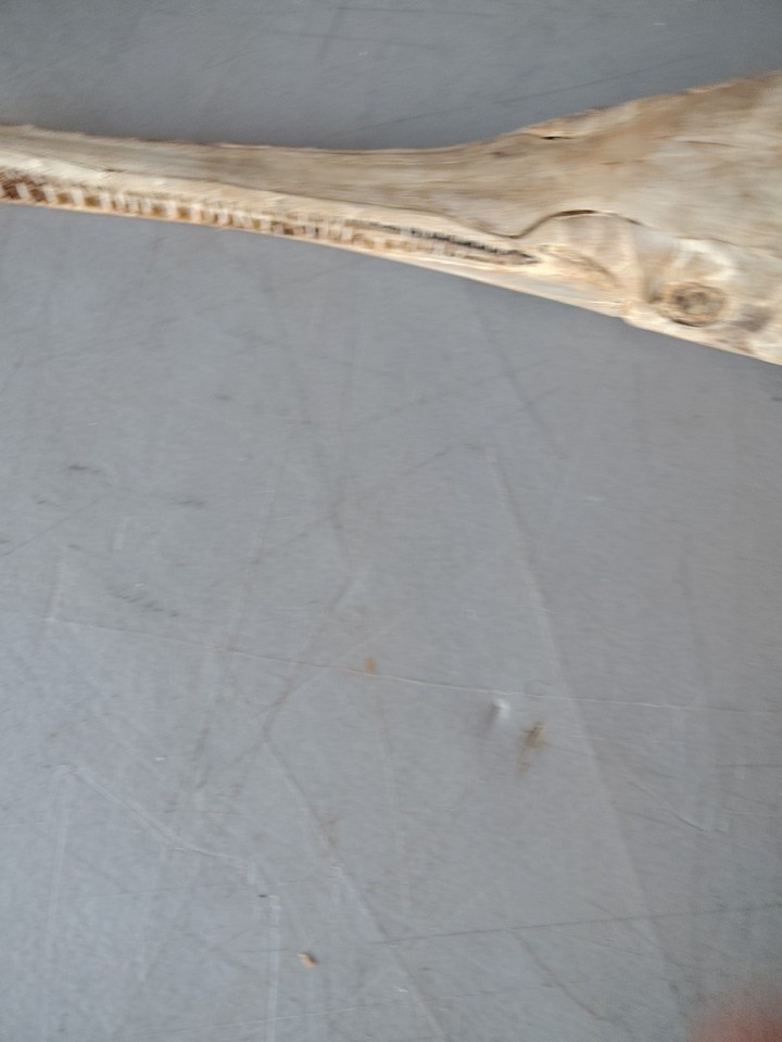 Real Spotted River Gar Fish Skin and Head Taxidermy | eBay