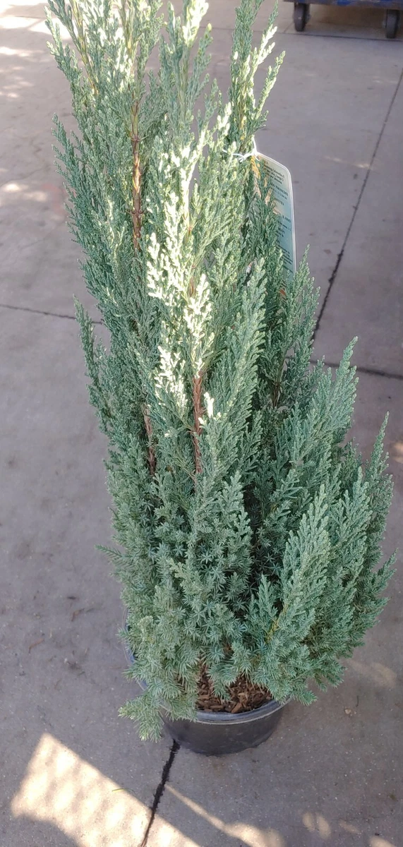 Blue Point Juniper Bonsai
