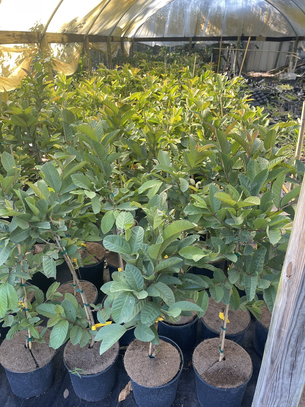 Kilo Thai Guava 3 gallon 3 feet tall. | eBay