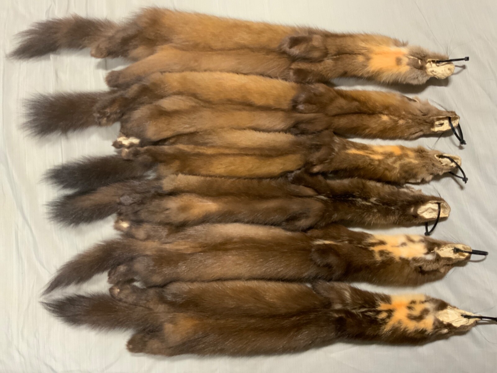 Tanned Alaskan Marten hide fur pelt sable top lot pelts | eBay