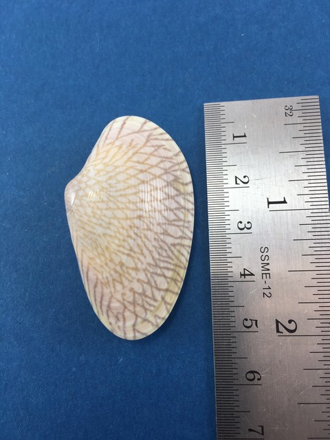 #2 Paratapes Textilis Paphia Textile 45.8mm Dived Philippines Data ...