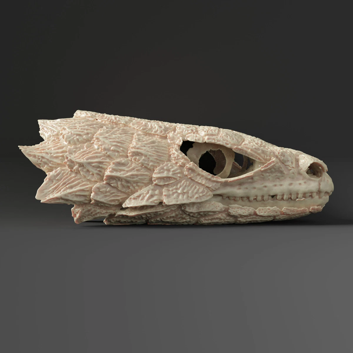 Lizard Skull