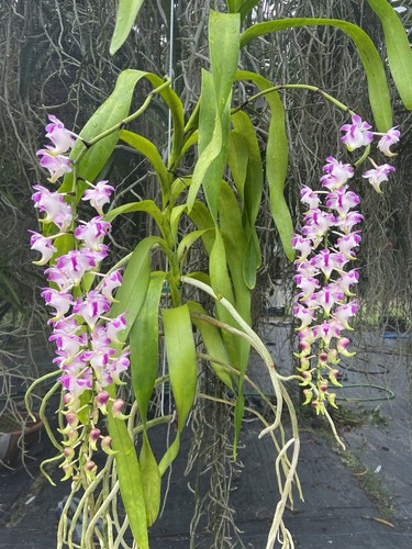 Aerides Lawrencea Orchid , Species Fragrant Blooming Size | eBay