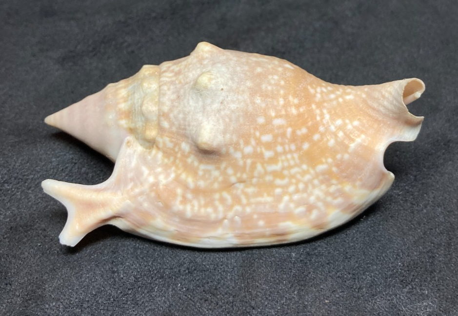 STROMBIDAE Euprotomus bulla ORANGE 67.7mm Bohol, Philippines 2014 ...