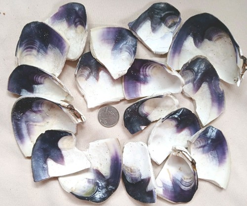 1 Pound of Large Pieces of Quahog/Wampum Shells Superior Quality Great ...