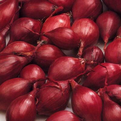 Onion Sets -RED KARMEN Onions Sets for Planting Onion Sets(Easy Growing ...