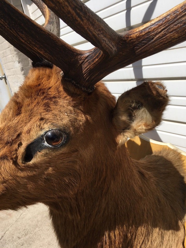 Vintage 80" x 48" 7 x 7 Point Elk Head Shoulder Mount Taxidermy Hunting ...