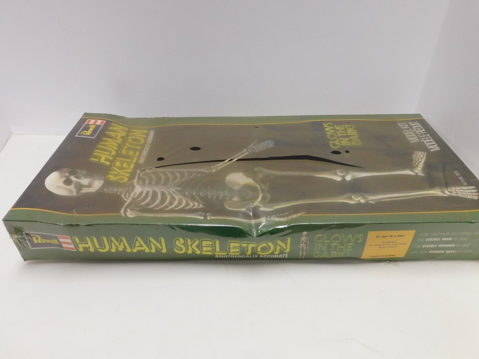 Human Skeleton Model Kit #903 Glows In The Dark N.O.S Factory Sealed ...