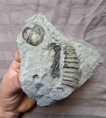 Very Rare Arctinurus Boltoni Trilobite Mouth Fossil Rochester Shale New ...