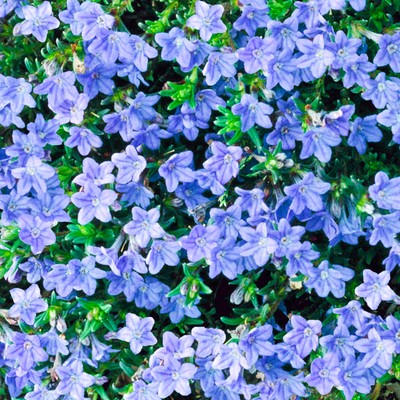 Lithodora Heavenly Blue Evergreen Ground Cover Shrub Outdoor Garden ...