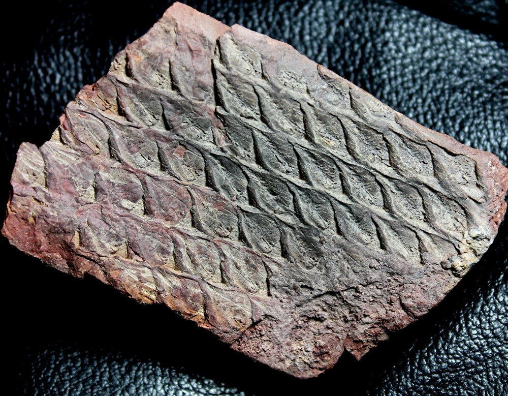 Lepidodendron Fossil
