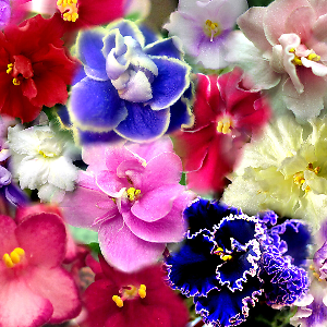 Bloomlovers Violets | eBay Stores