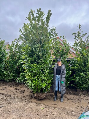 Laurel Hedging Cherry Laurel 3/3.5m Super Wide Root Ball Screening ...