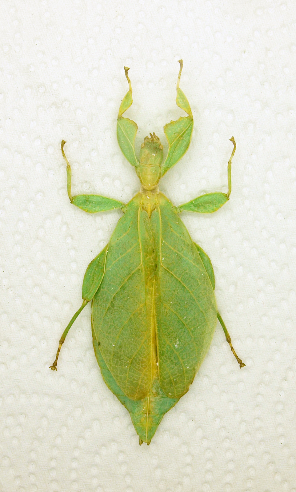 Leaf Insect -Phylliidae - Phyllium hausleithneri (f) - Malaysia (PH05 ...
