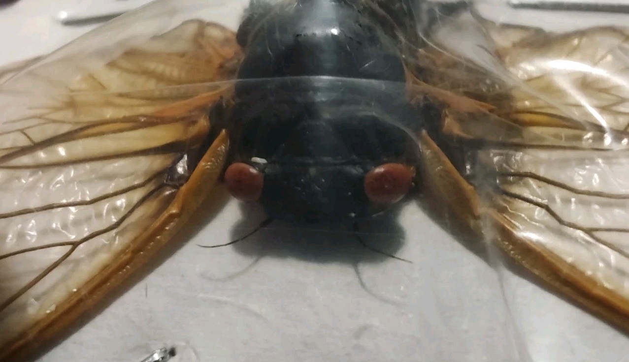 Magicicada 17 year locust Pharaoh cicada USA WINGS OPEN 2025 Brood XIV ...