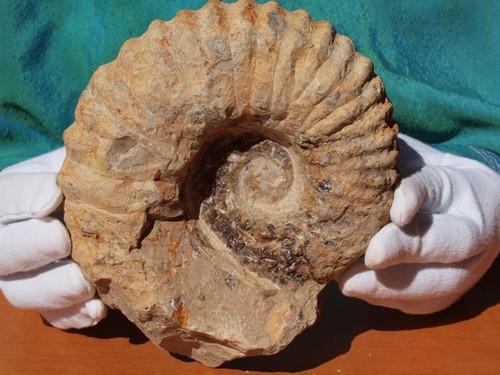 Ammonite Fossil Sea Shell Morocco Cambrian Period 485 Million Years Old ...