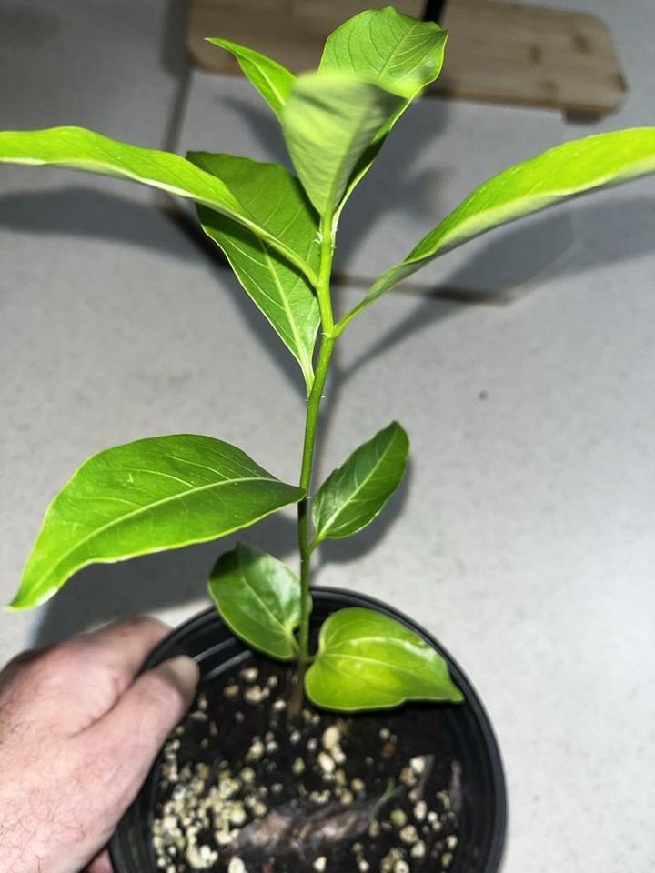 BAOBAB TREE ADANSONIA Za 4 Inch Pot Seed Grown Florida | eBay