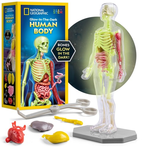 National Geographic Human Body Model for That Glows in The Dark - 32 ...