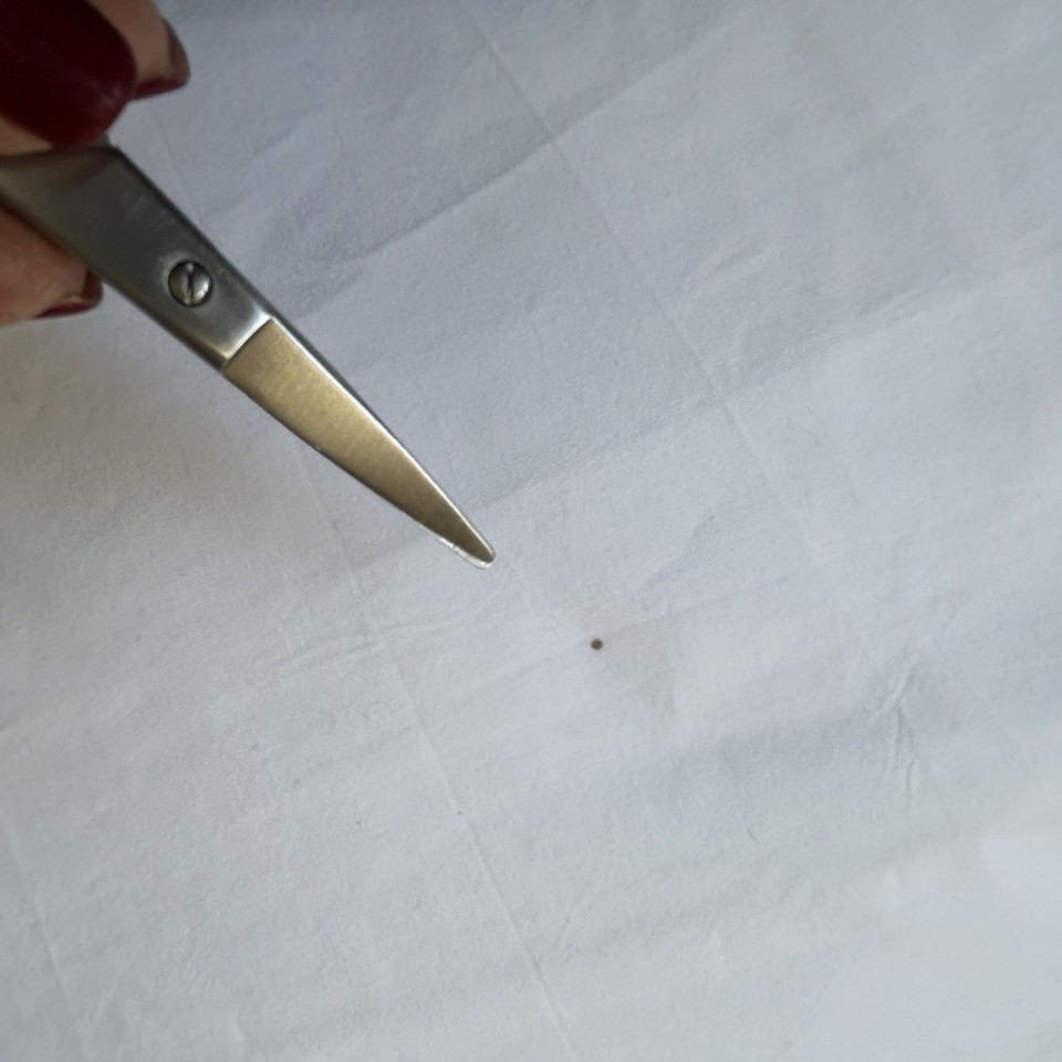 Pine Cone Hill Sheet Set Twin White w/ Embroidered Green Hem Stitch ...