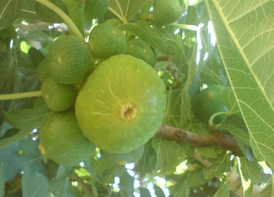 Fig Tree - White Orak Fig - Rooted 3 Pieces Fig Plants | eBay