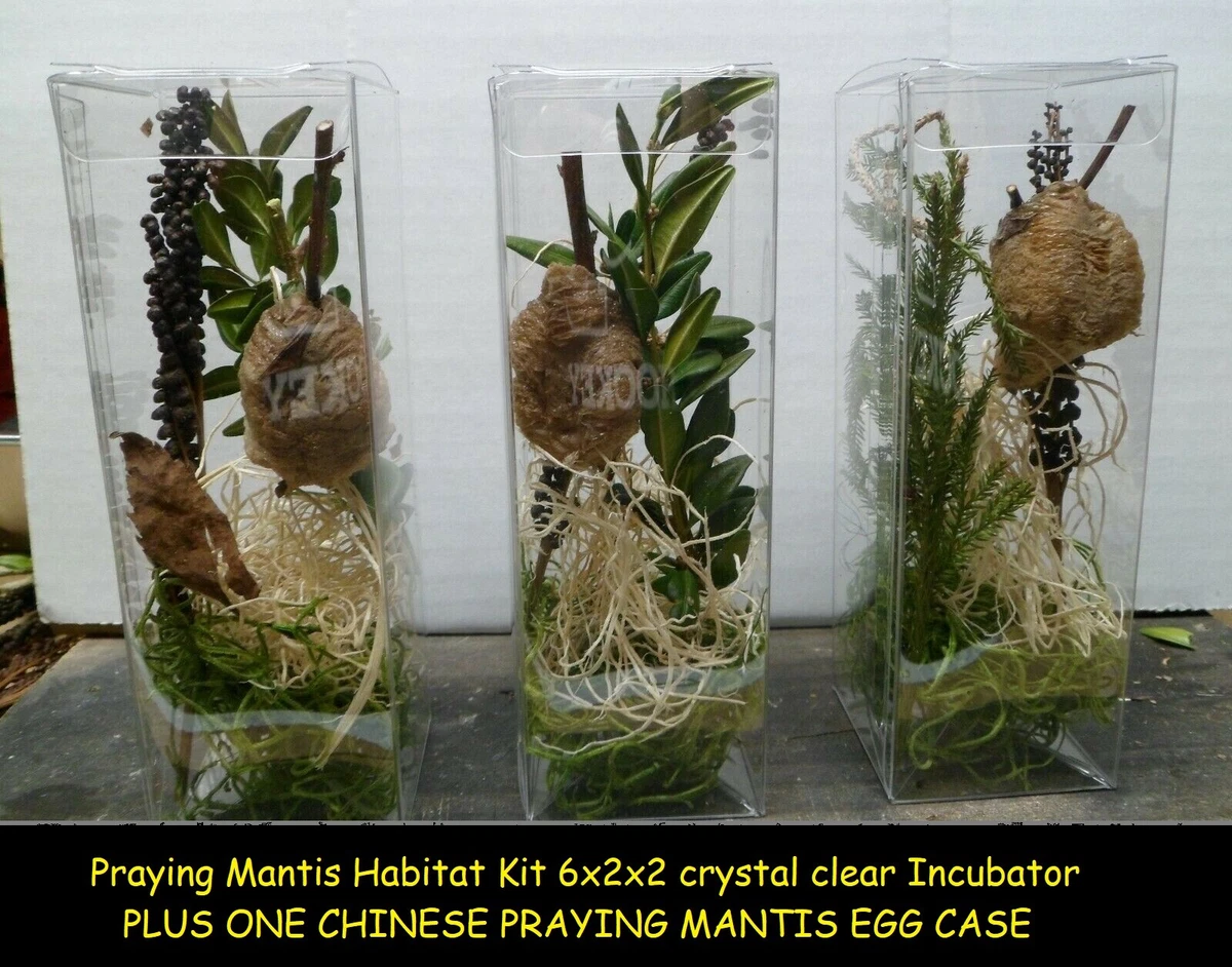 Pet Mantis Habitat