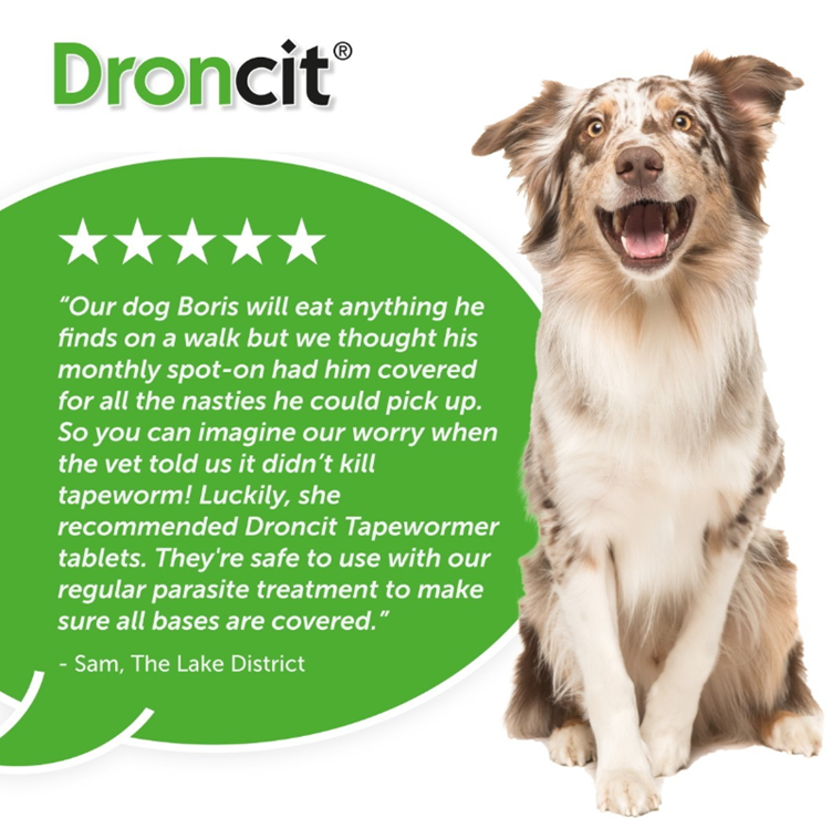 4 x Droncit Tapeworm Worming Tablets, For Dogs and Cats 50mg Tablet AVM ...