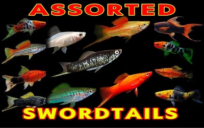 Assorted Swordtails Xiphophorus tropical Fresh Water FRY live Aqurium ...