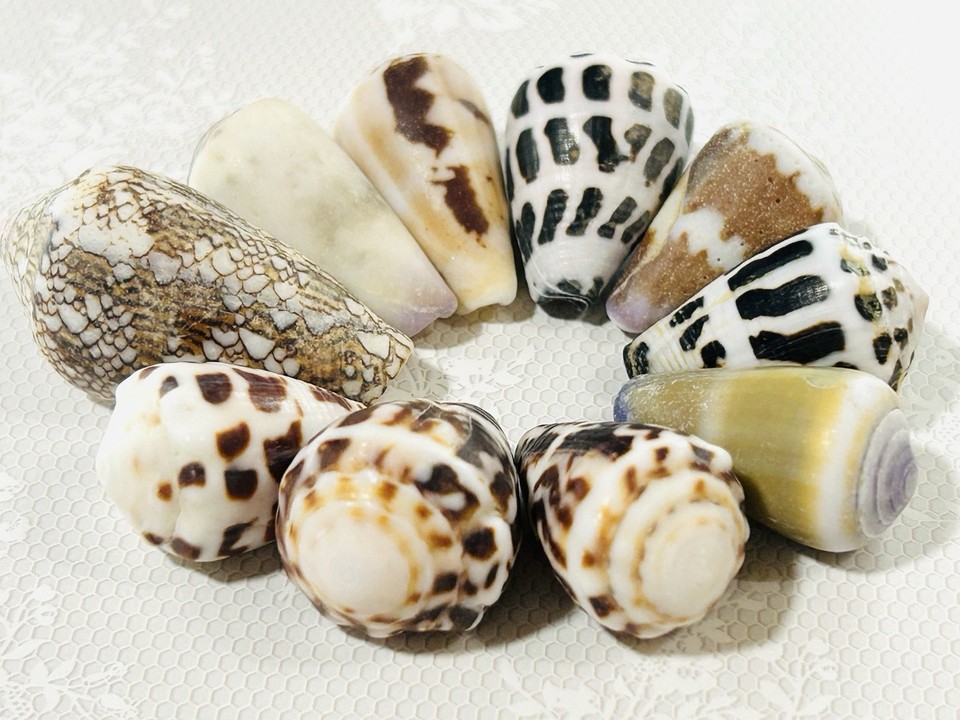 Cone shell from japan Surf-Tumble Shells of Okinawa | eBay