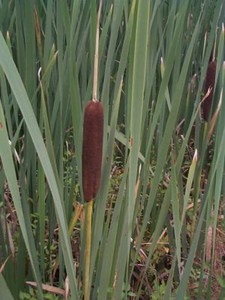 Bulrush Bull rushes Reeds Pond Plants 5 x Bullrush Garden Pond Marginal ...