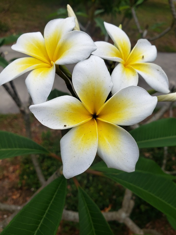 Plumeria White Cutting 6-8in. Scented Flower Frangi Hawaiian USA Ship ...