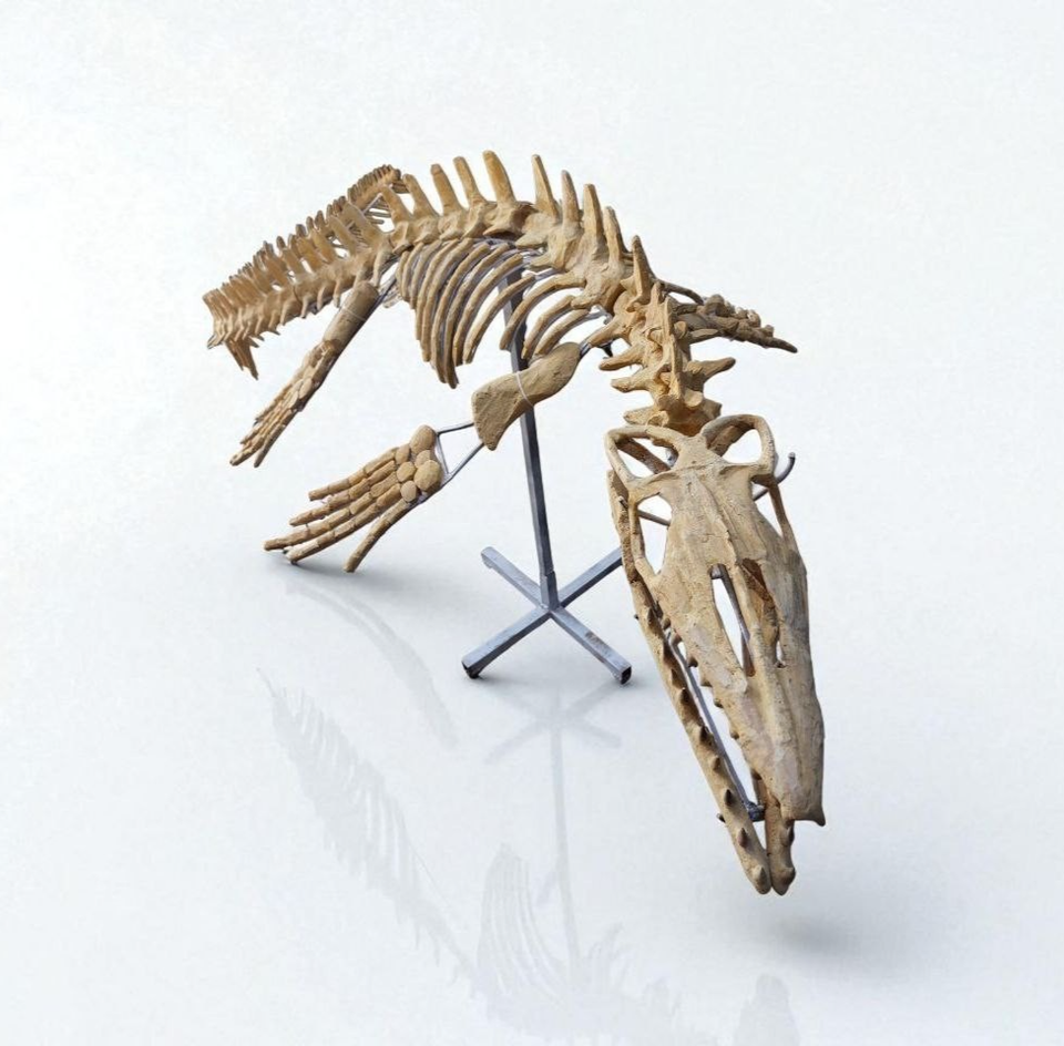 Best Offer Mosasaur Skeleton Fossilized Dinosaur Cretaceous Mosasaurus ...