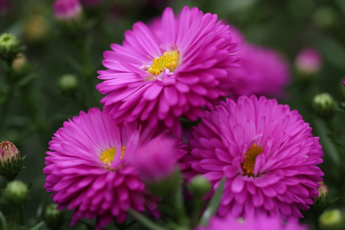250+ Powder Puff Aster Seeds - Rainbow Mix - Chrysanthemum - Fresh Cut ...