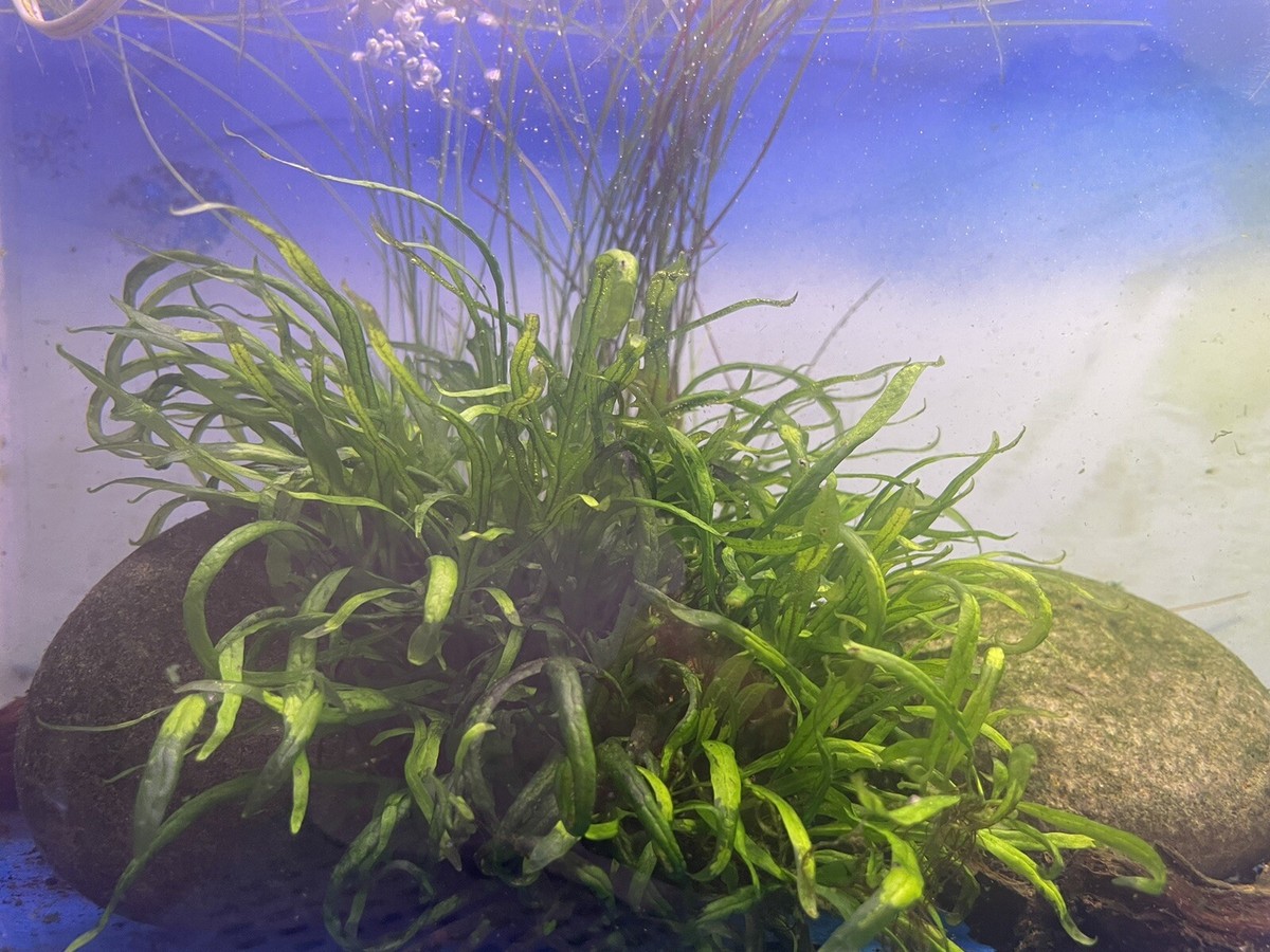 Needle Leaf Java Fern