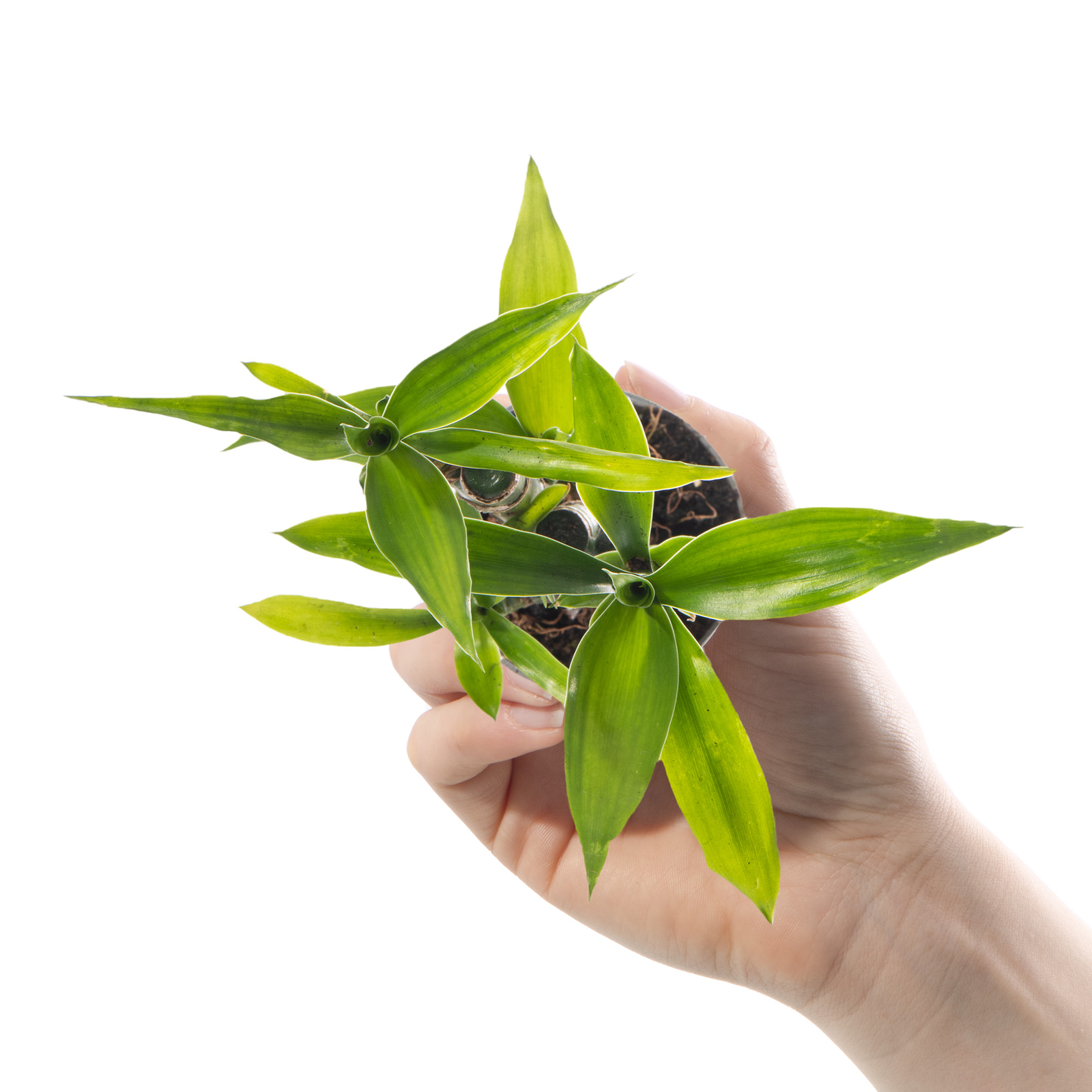 Baby Lucky Bamboo Plant Dracaena Sanderiana Small Indoor Houseplant in ...
