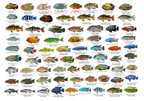 TROPICAL FISH CHART AQUARIUM CHILIDS POSTER + KILLIFISH A4 GLOSSY | eBay