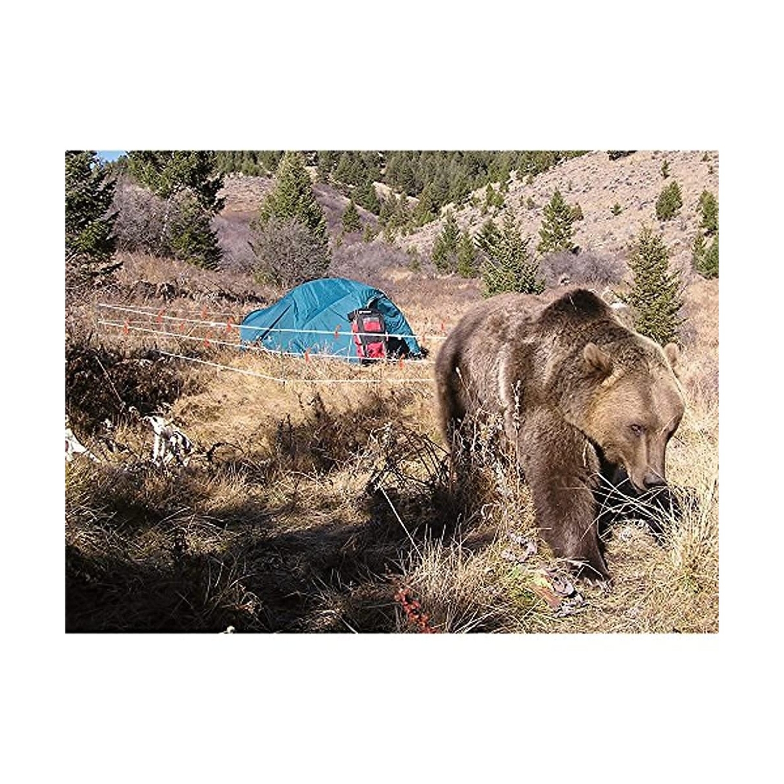 Udap BEF Bear Shock Electric Fence, Multi 679354000365| eBay