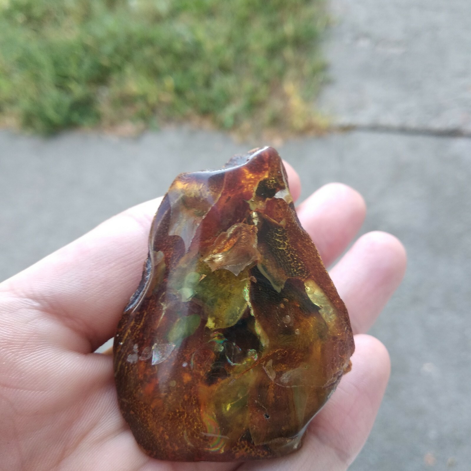 Baltic amber insects inside 2 pieces 22g | eBay