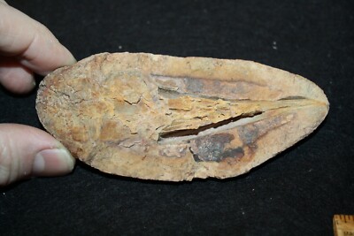 Triassic fish fossil nodule from Madagascar | Grelly USA