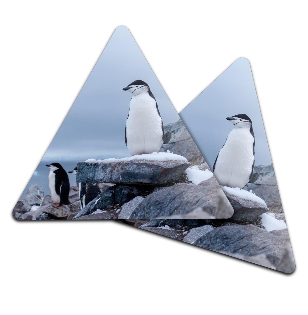 2x Triangle Coaster - Penguins at Sea Nature Penguin Bird #46007 | eBay