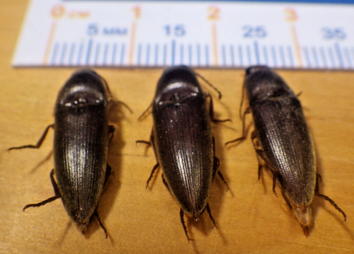 3X Unidentified Click Beetles Melanotus sp ? Elateridae Coleoptera SE ...