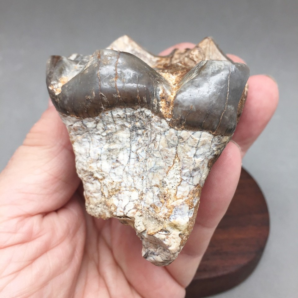 Titanothere Brontothere Molar Tooth Fossil Mammal 224 gram 2.5" w ...