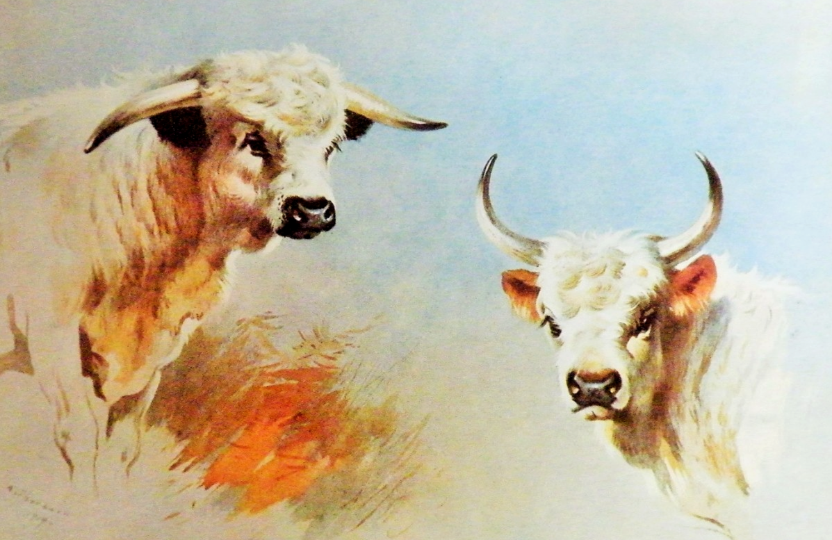 CHARTLEY BULL and CHILLINGHAM BULL. SMALL PRINT OF A PAINTING BY ...
