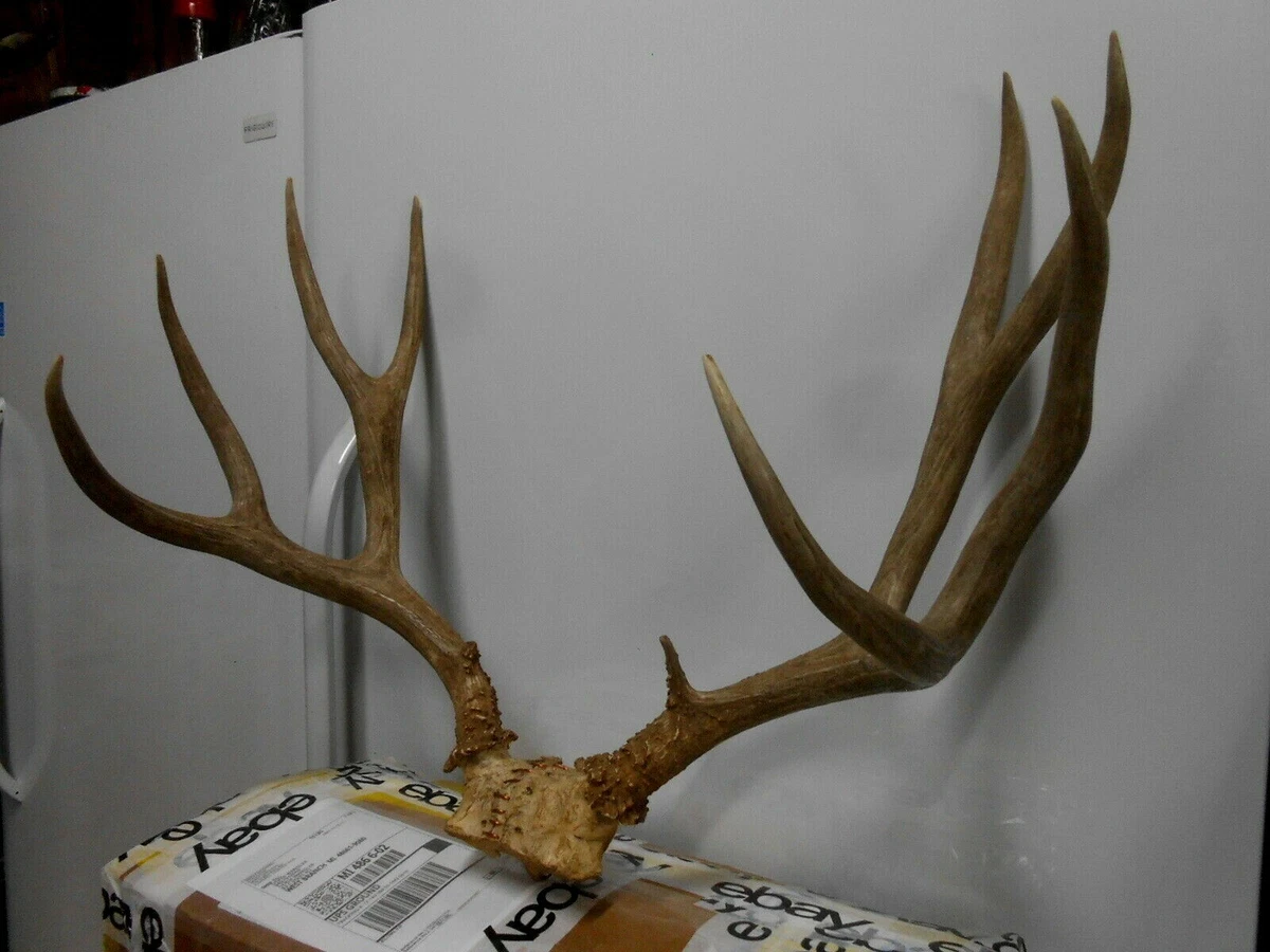Mounted Elk Antlers