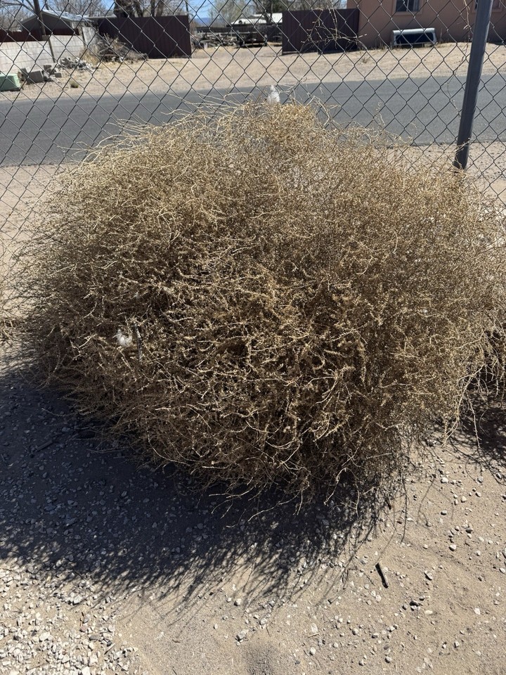 Authentic tumbleweed | eBay
