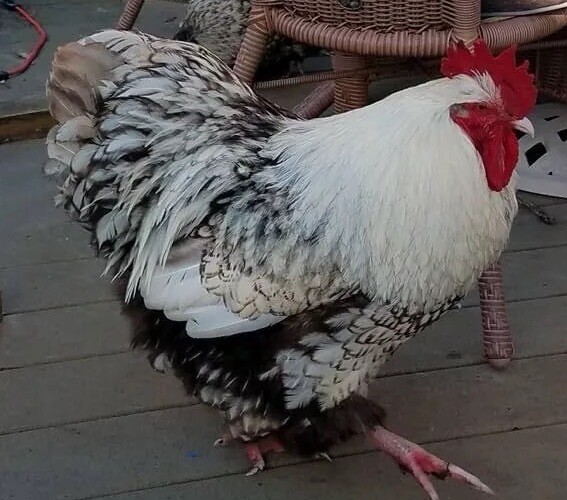 12 Hatching Eggs - English orpington, Polish, Cochin… | eBay