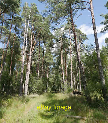 Photo 12x8 Path, Culbin Forest Cloddymoss A narrow path along a forest ...